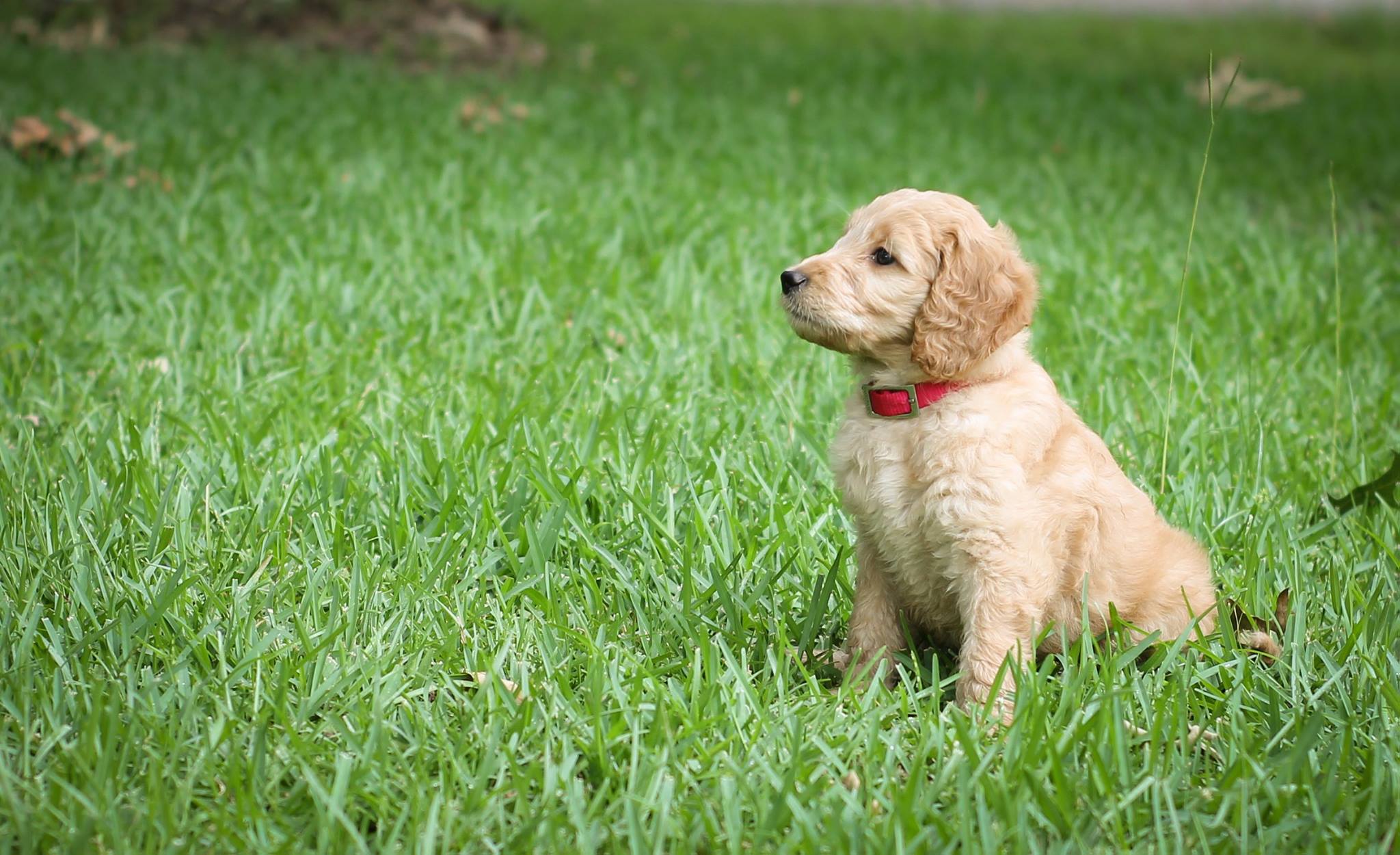 Our Story - GoldenFido Goldendoodles