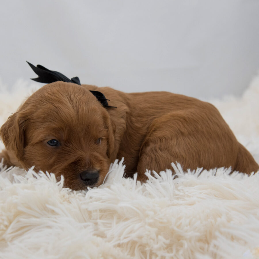 CoatTypes - GoldenFido Goldendoodles